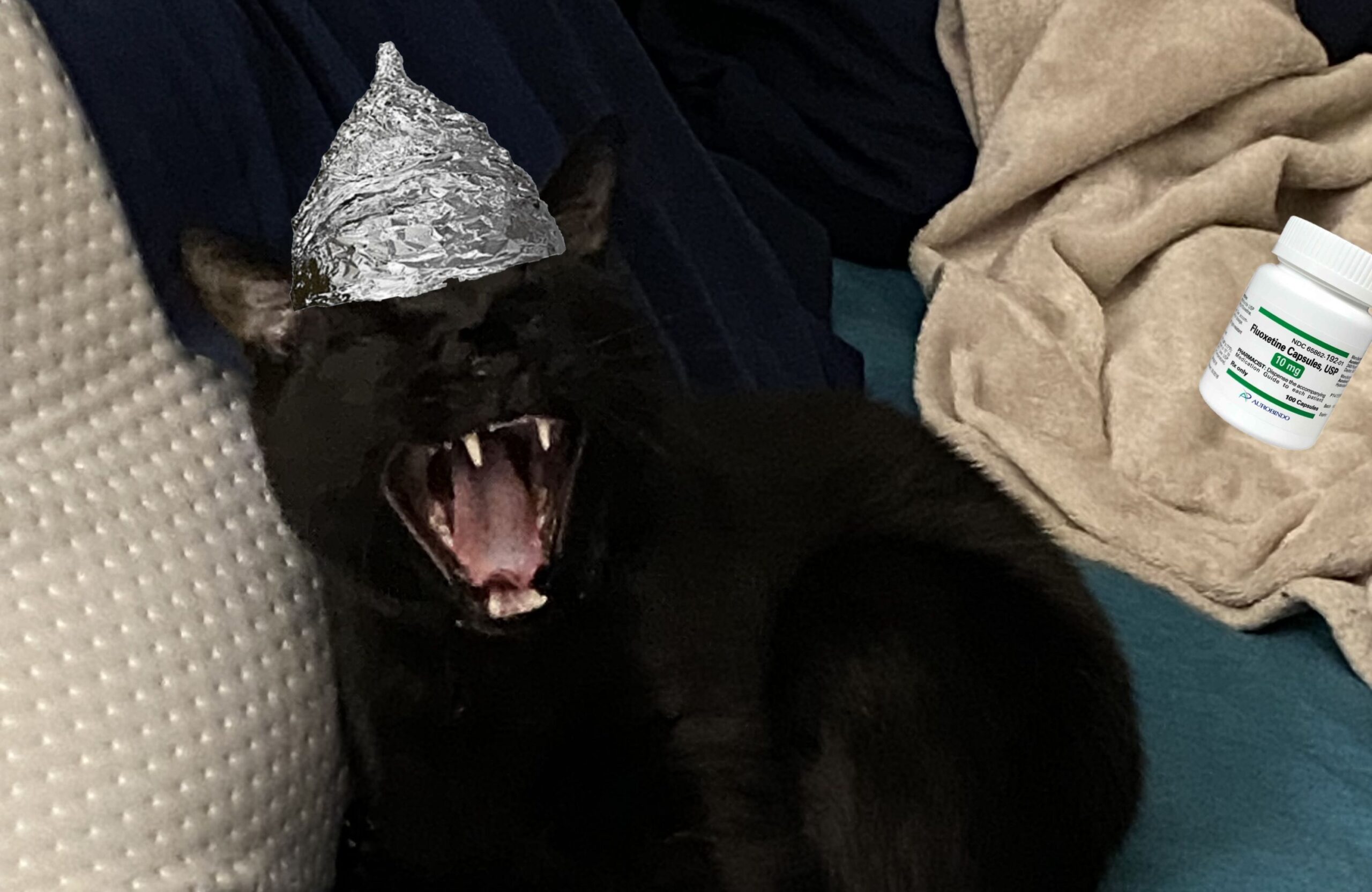 Are Cat Coins Back? MEOW Crypto Pumps +15% Overnight