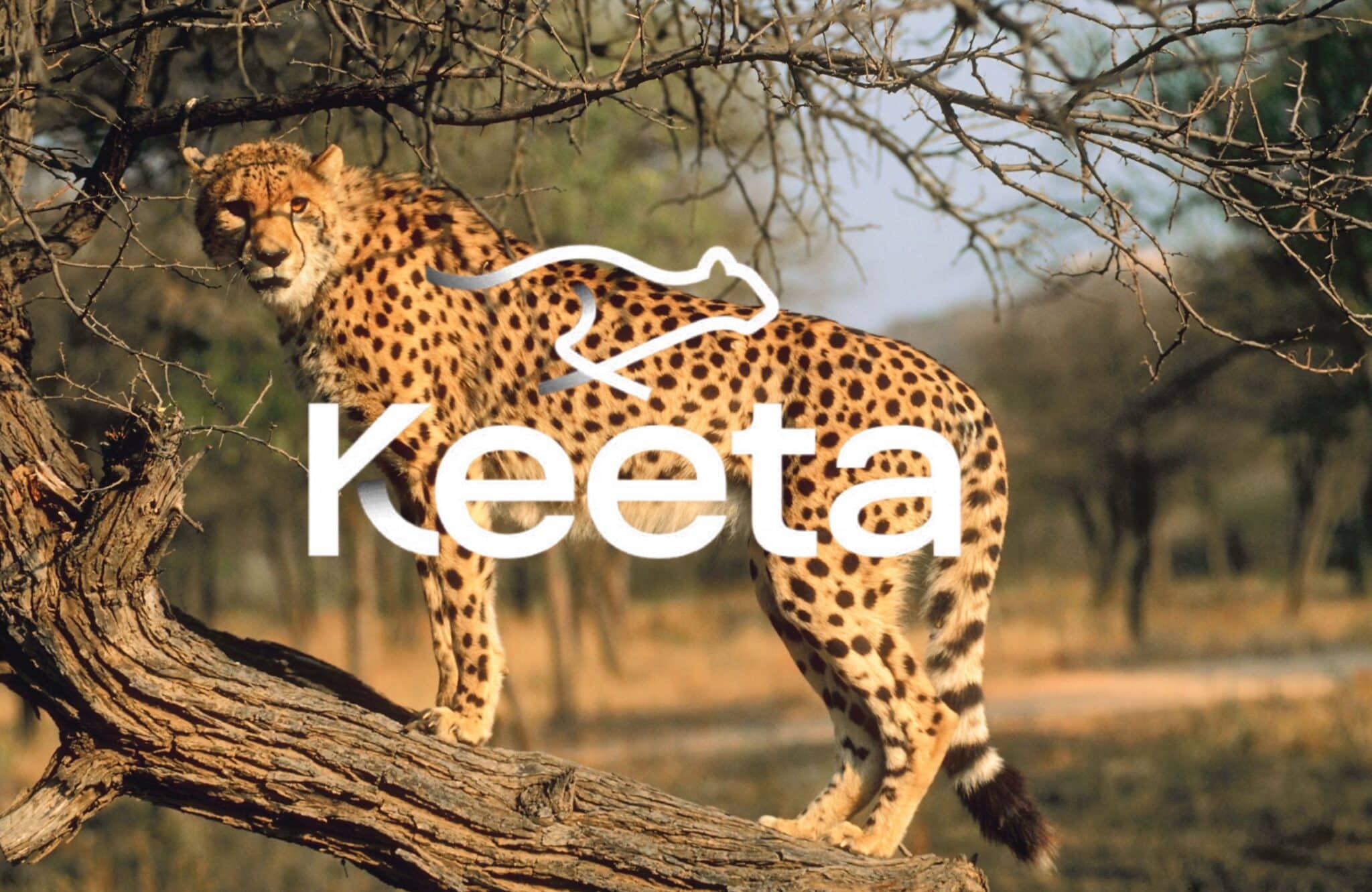 Digital IDs Just Killed Keeta Price: KTA Crypto Warning For Trump?